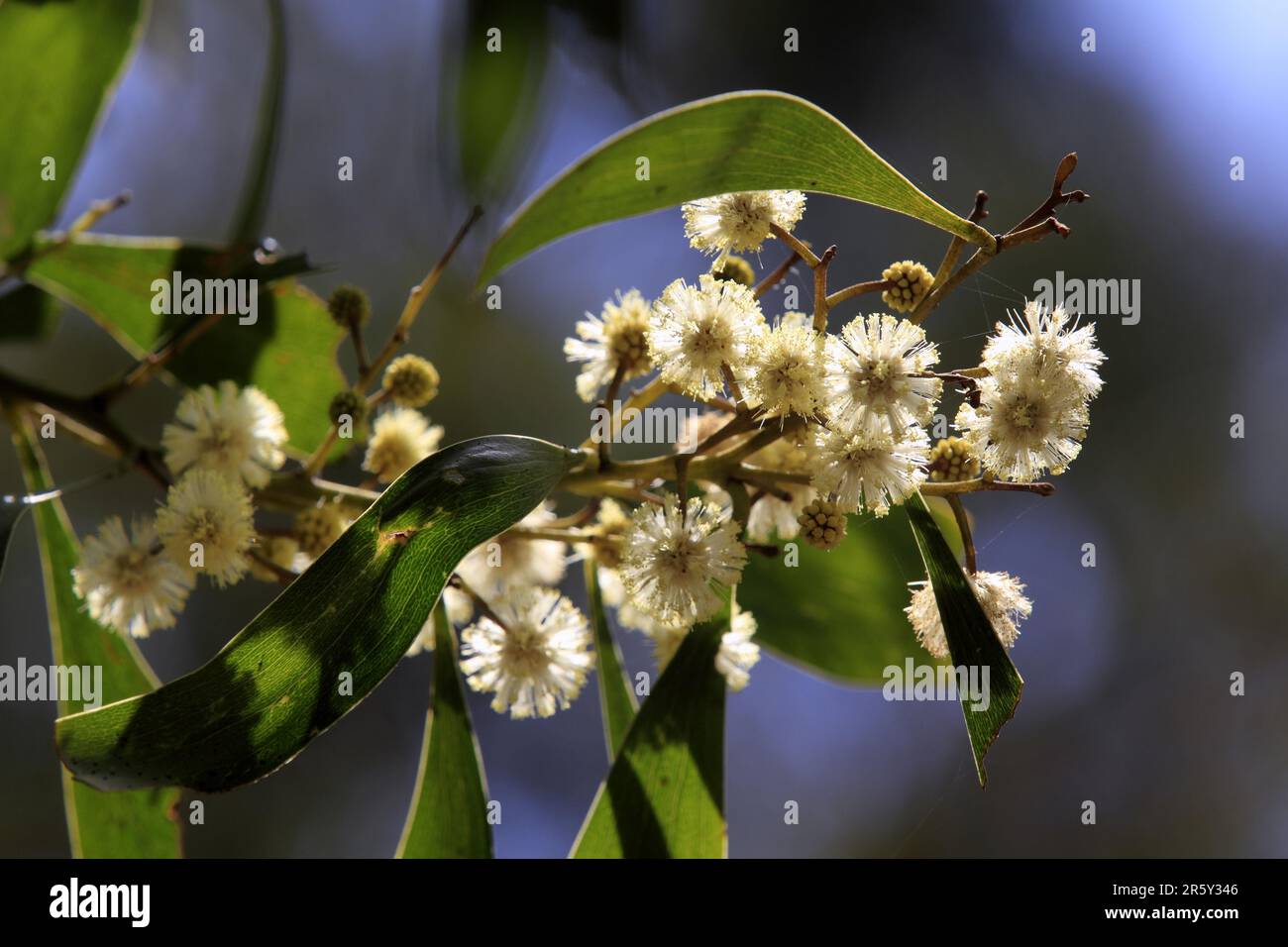 Red-budded Mallee, Alice Springs, Australia (Eucalyptus pachyphylla ...