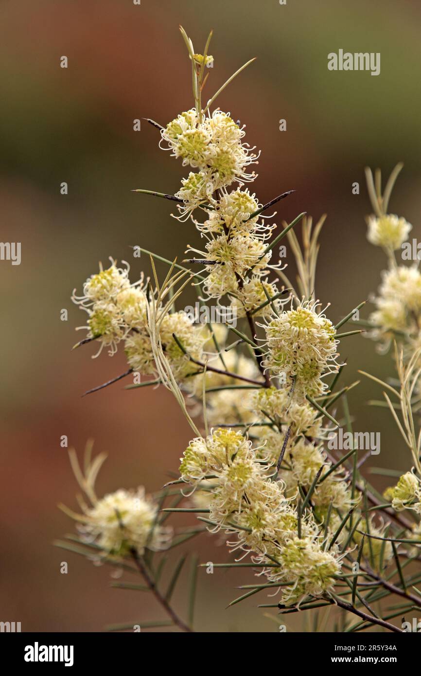Hakea, Northern Territory, Australia (Hakea leucoptera Stock Photo - Alamy