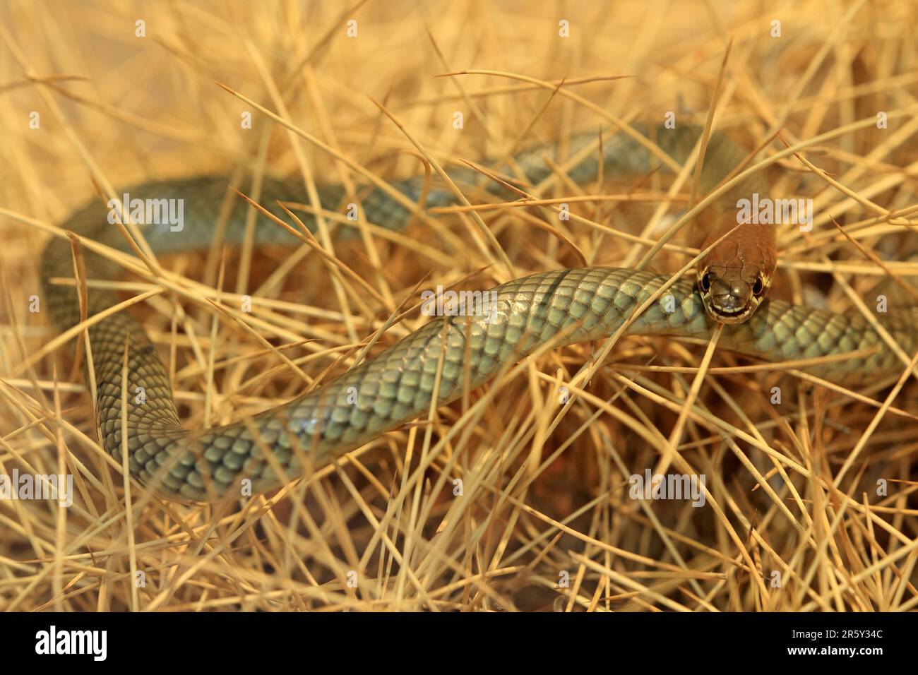 Yellow-Faced Whip Snake (Demansia psammophis), Northern Territory ...