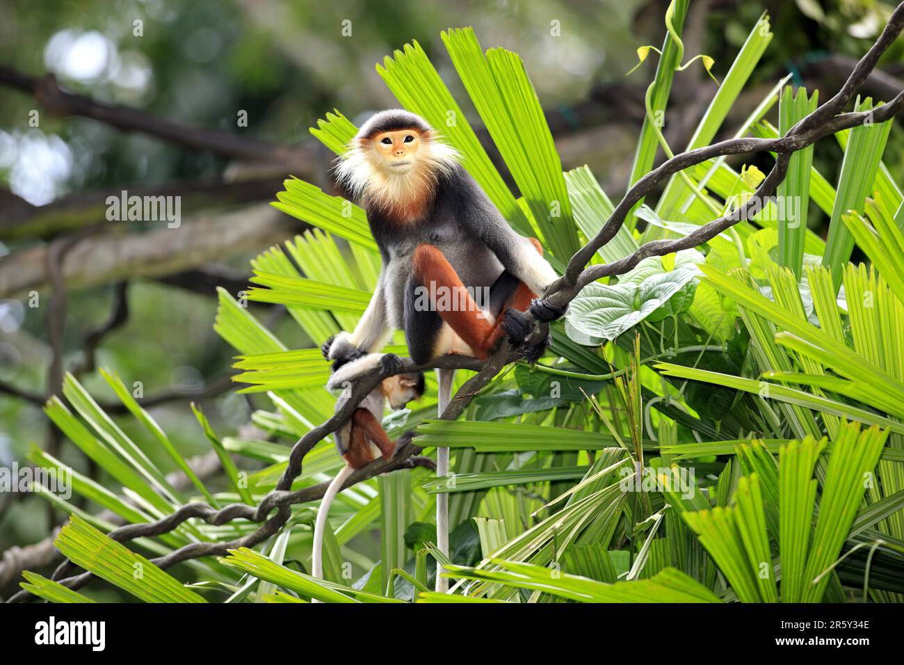 Red-shanked Douc (Pygathrix nemaeus) Langurs, female with young Stock ...