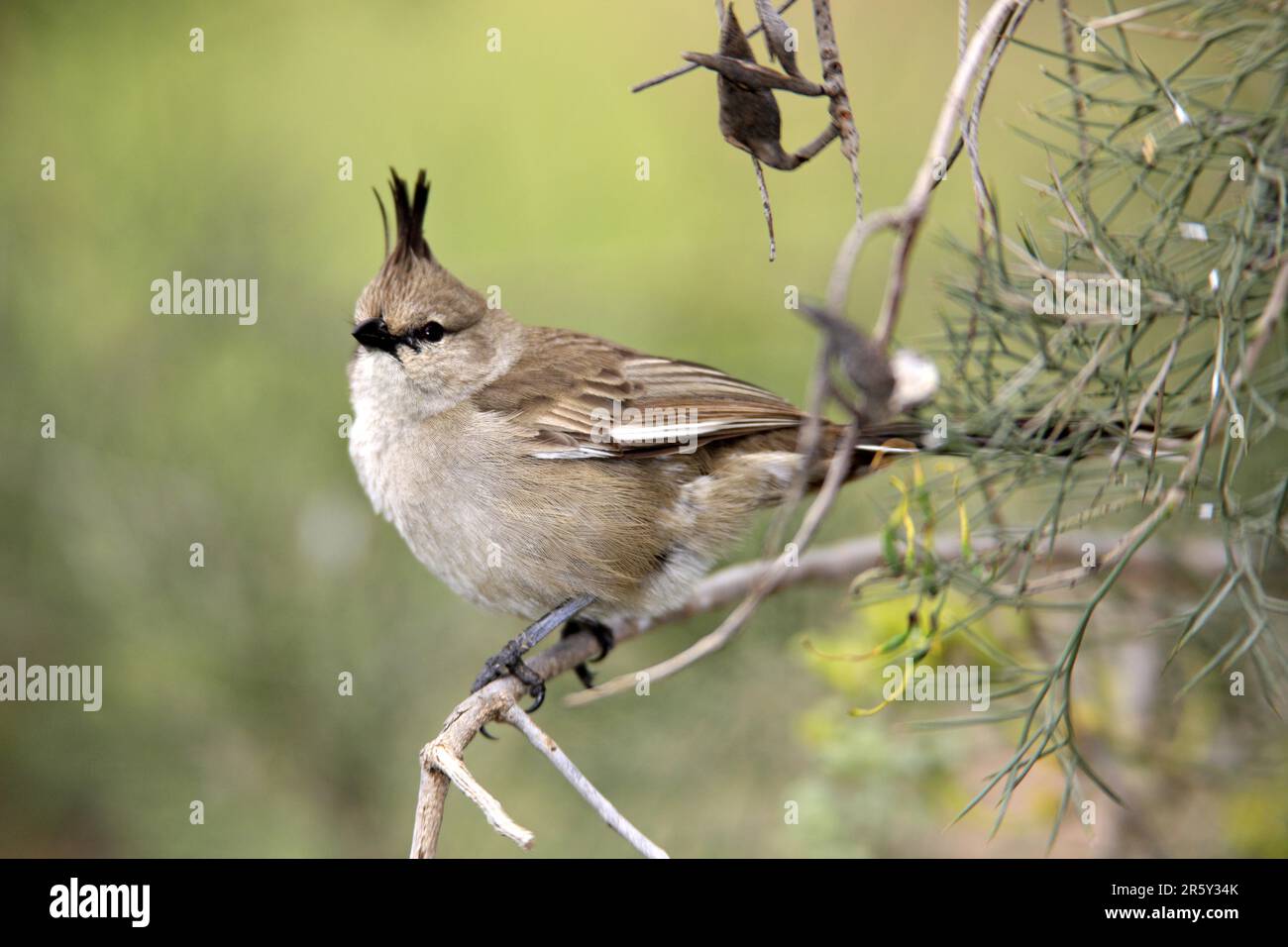 Chiming Wedgebill, Northern Territory, Australia (Psophodes ...