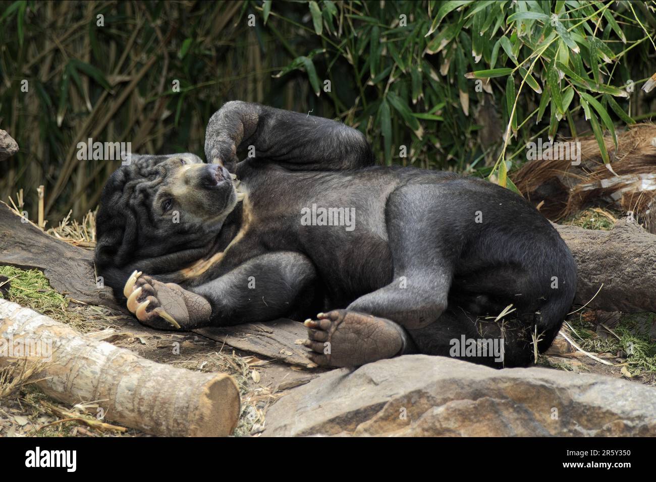 Malayan sun bear helarctos malayanus hi-res stock photography and ...