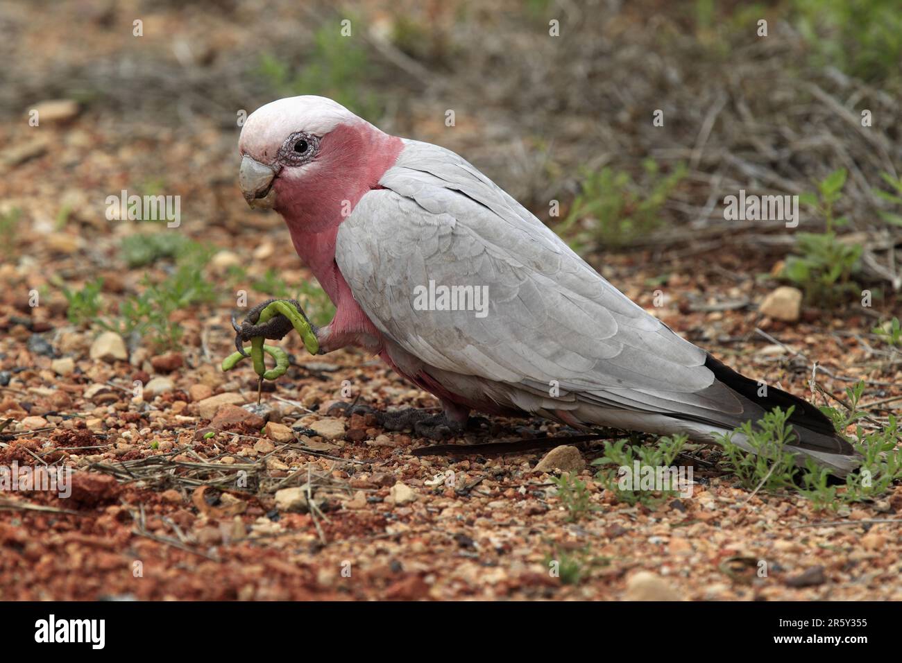 Rose Cockatoo, Northern Territory, Australia, Eolophus roseicapillus ...