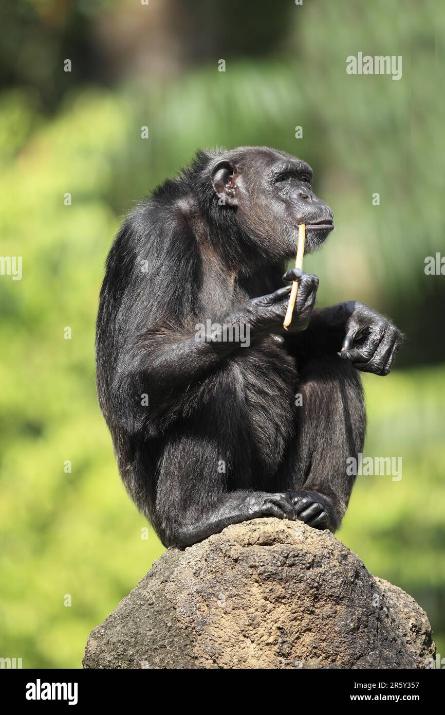 Common Chimpanzee (Pan troglodytes Stock Photo - Alamy