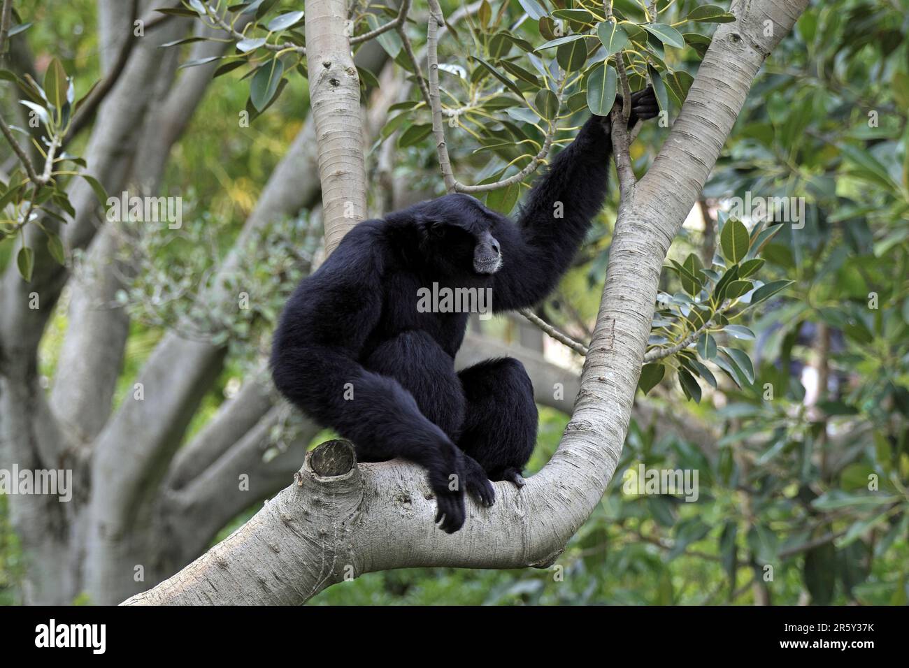 Siamang, male (Hylobates syndactylus Stock Photo - Alamy
