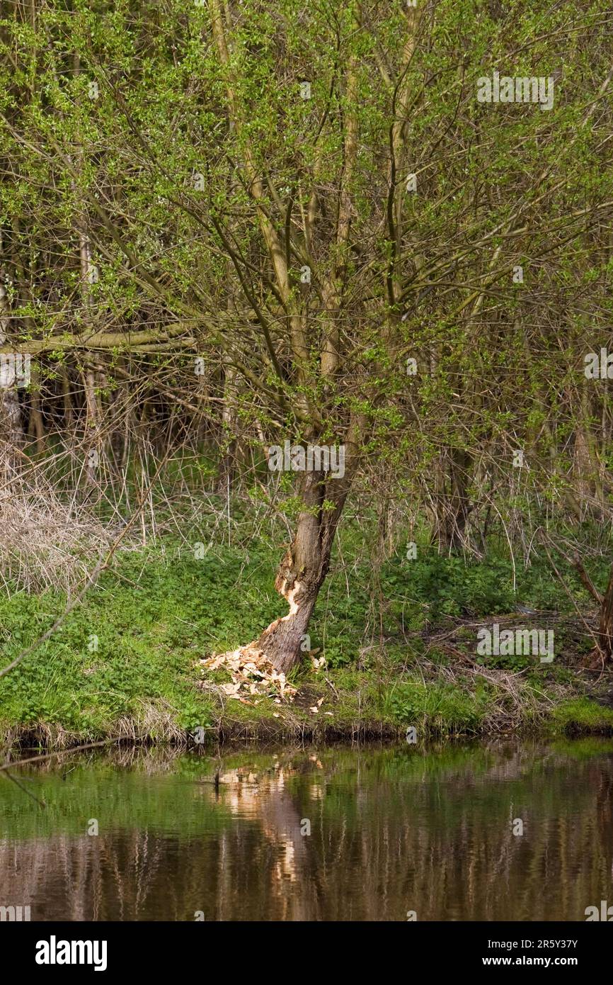 Willow Tree, gnawed by European Beaver (Castor fiber), Dilborner Benden ...