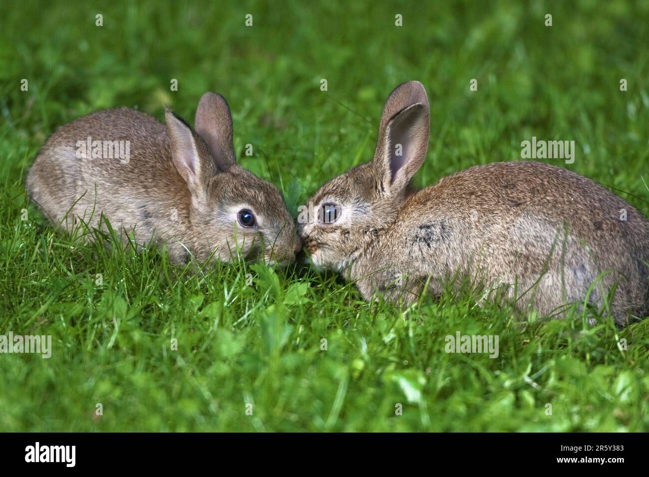 Two young european wild rabbits hi-res stock photography and images - Alamy