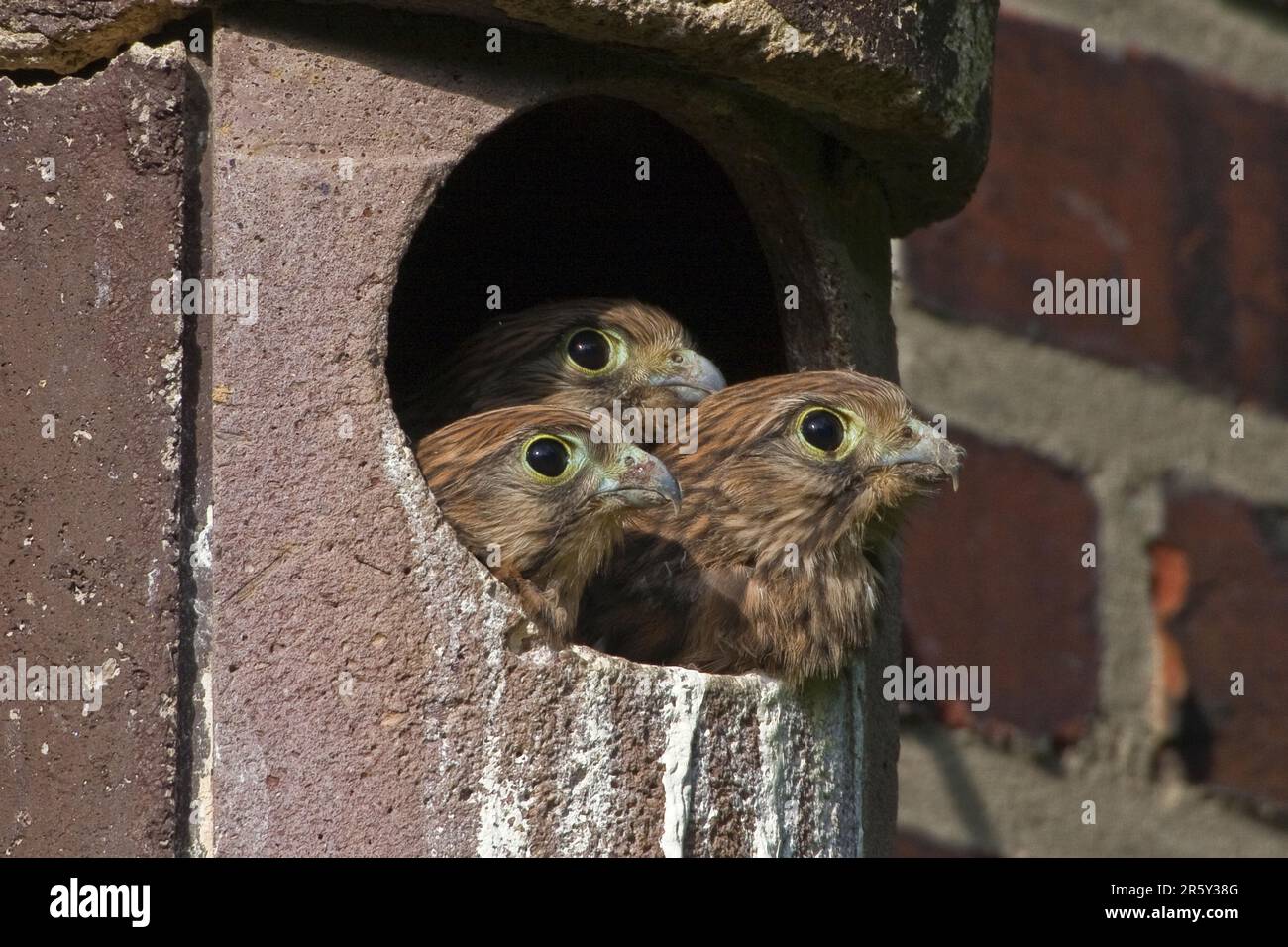 Young Common Kestrels (Falco tinnunculus) looking out of nesting hole ...