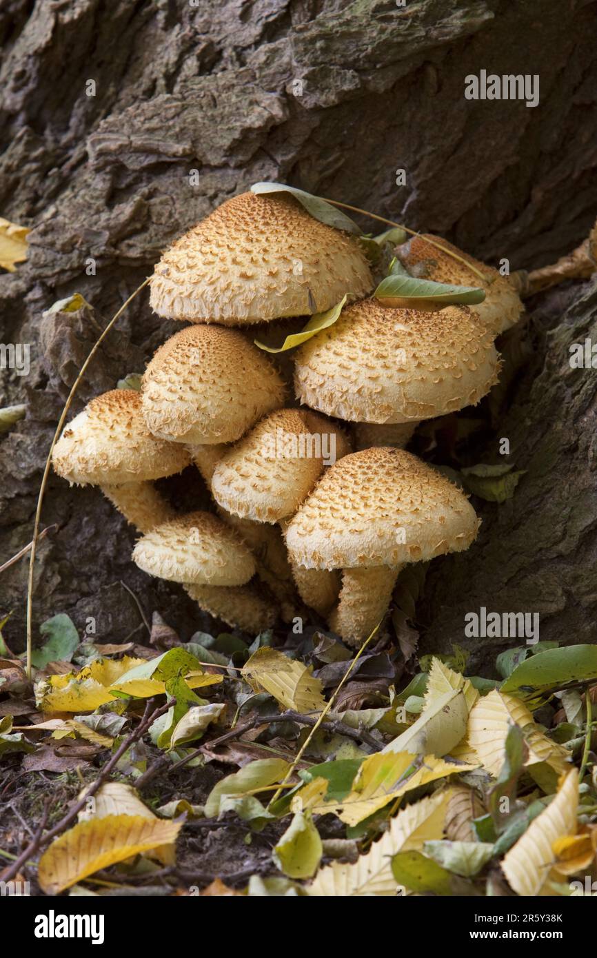 Shaggy Pholiota (Pholiota squarrosa Stock Photo - Alamy