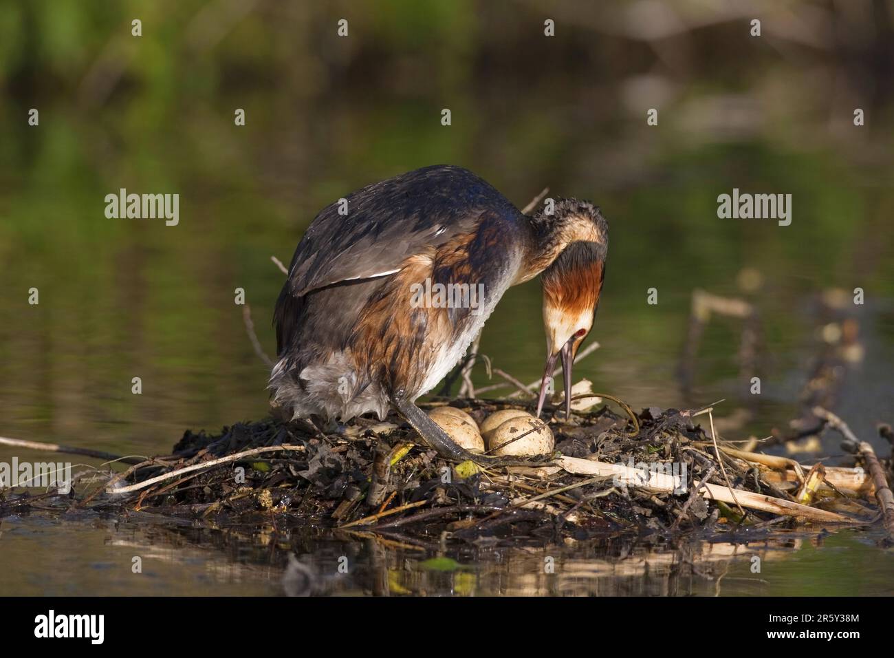 Crested Grebe at nest with eggs (Podiceps cristatus Stock Photo - Alamy
