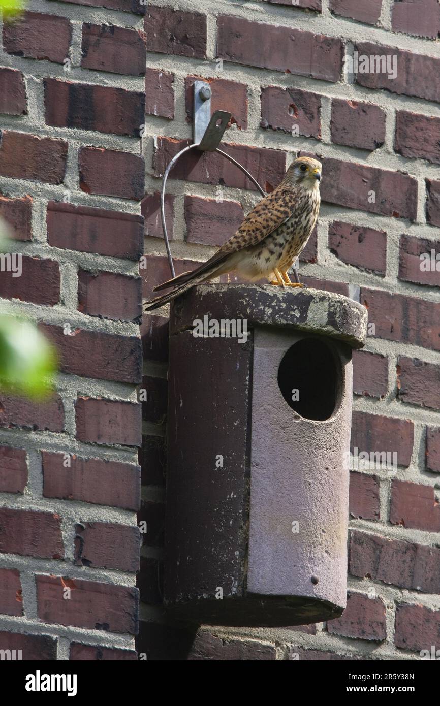 Common Kestrel (Falco tinnunculus) at nesting holw Stock Photo - Alamy