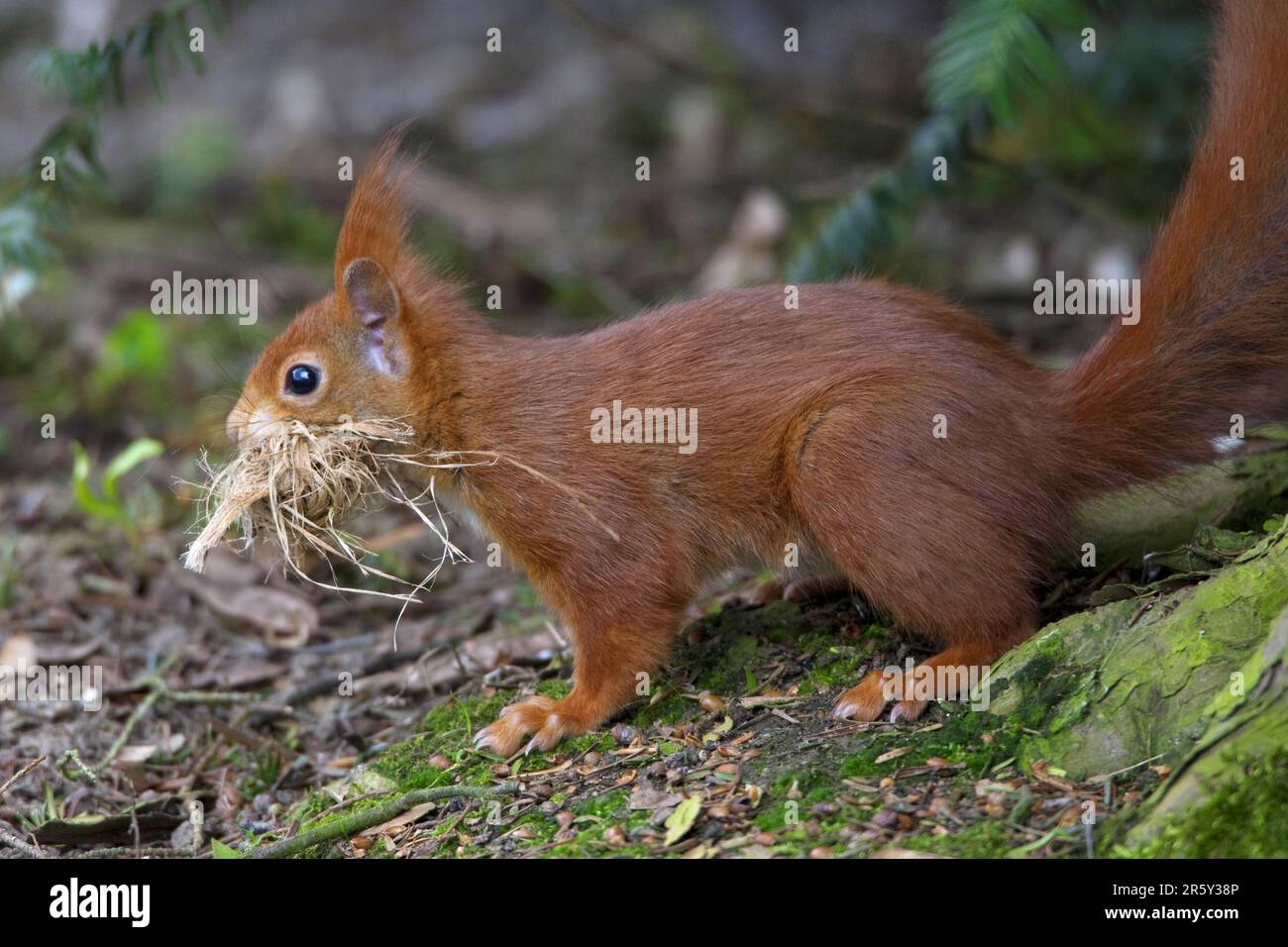 Red Squirrel (Sciurus vulgaris) collecting nesting material, side Stock ...