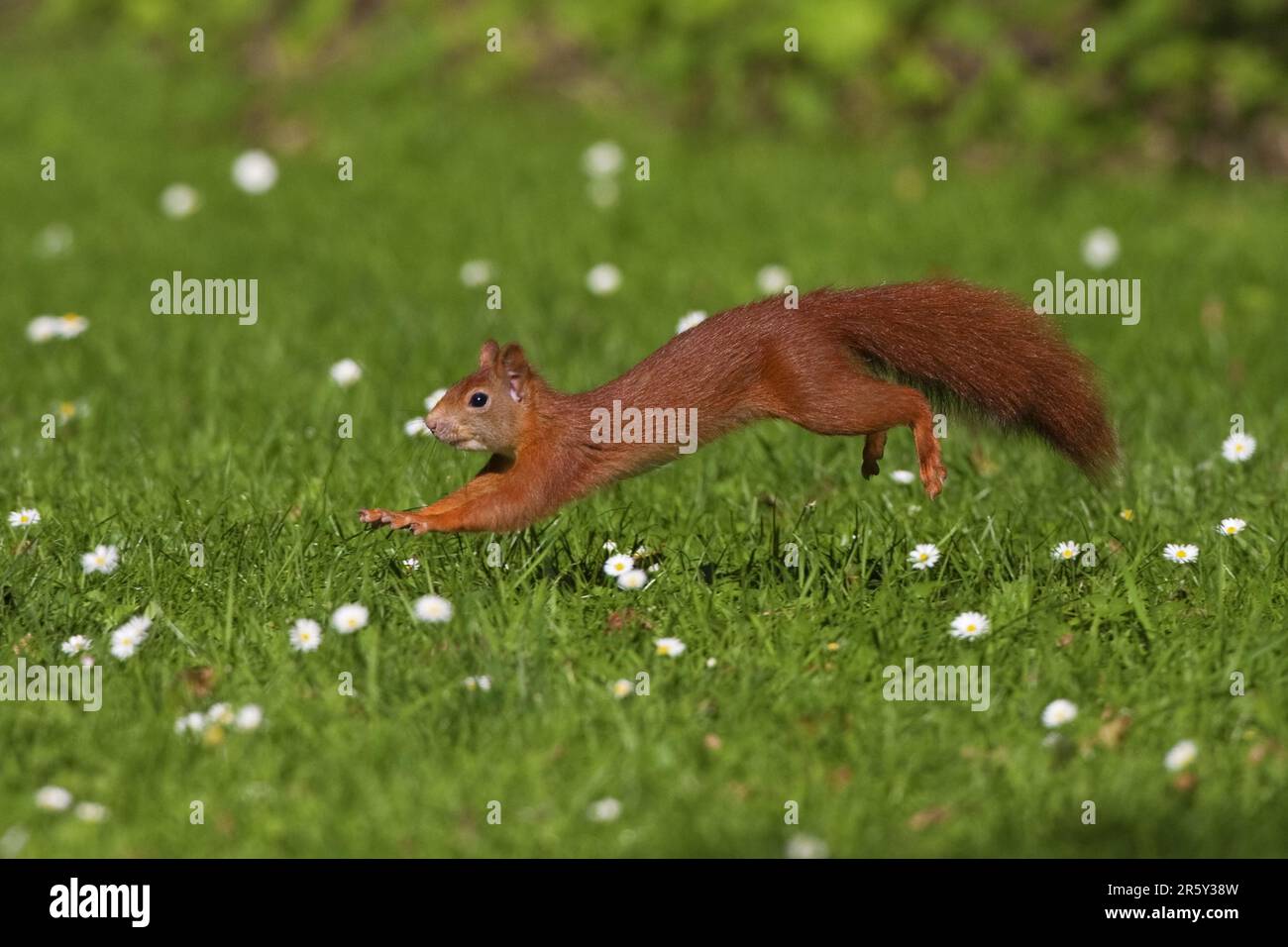 Red Squirrel (Sciurus vulgaris), side Stock Photo - Alamy