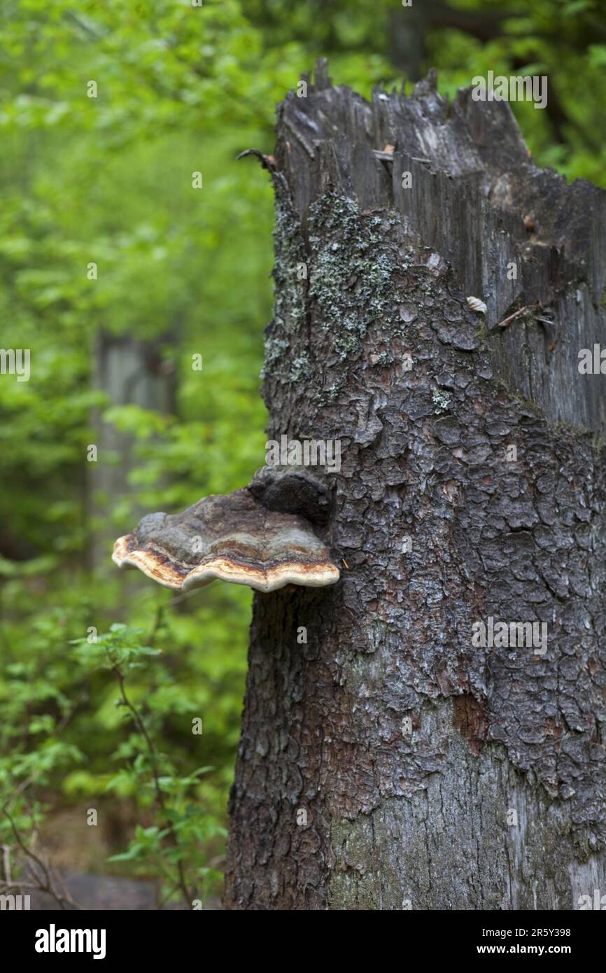 Hoof Fungus (Fomes fomentarius) at dead Spruce Tree Stock Photo - Alamy