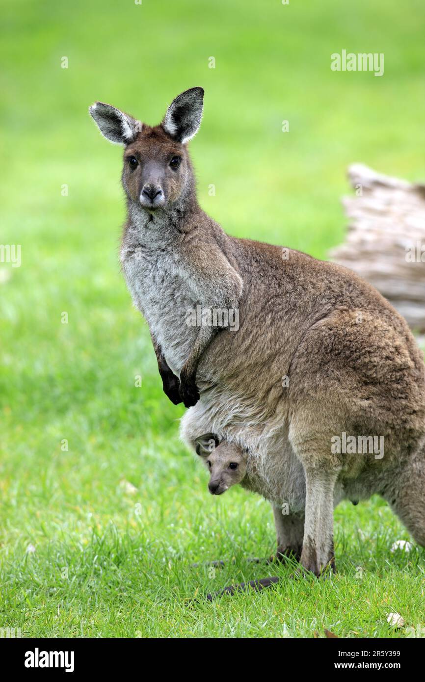Western Gray Kangaroos (Macropus fuliginosus), female with joey Stock ...
