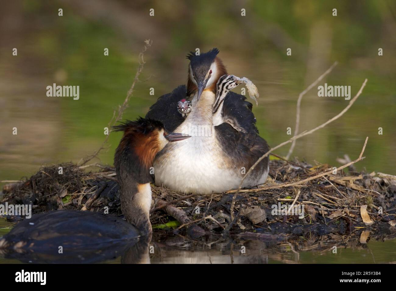 Crested Grebes, pair at nest with chicks (Podiceps cristatus Stock ...