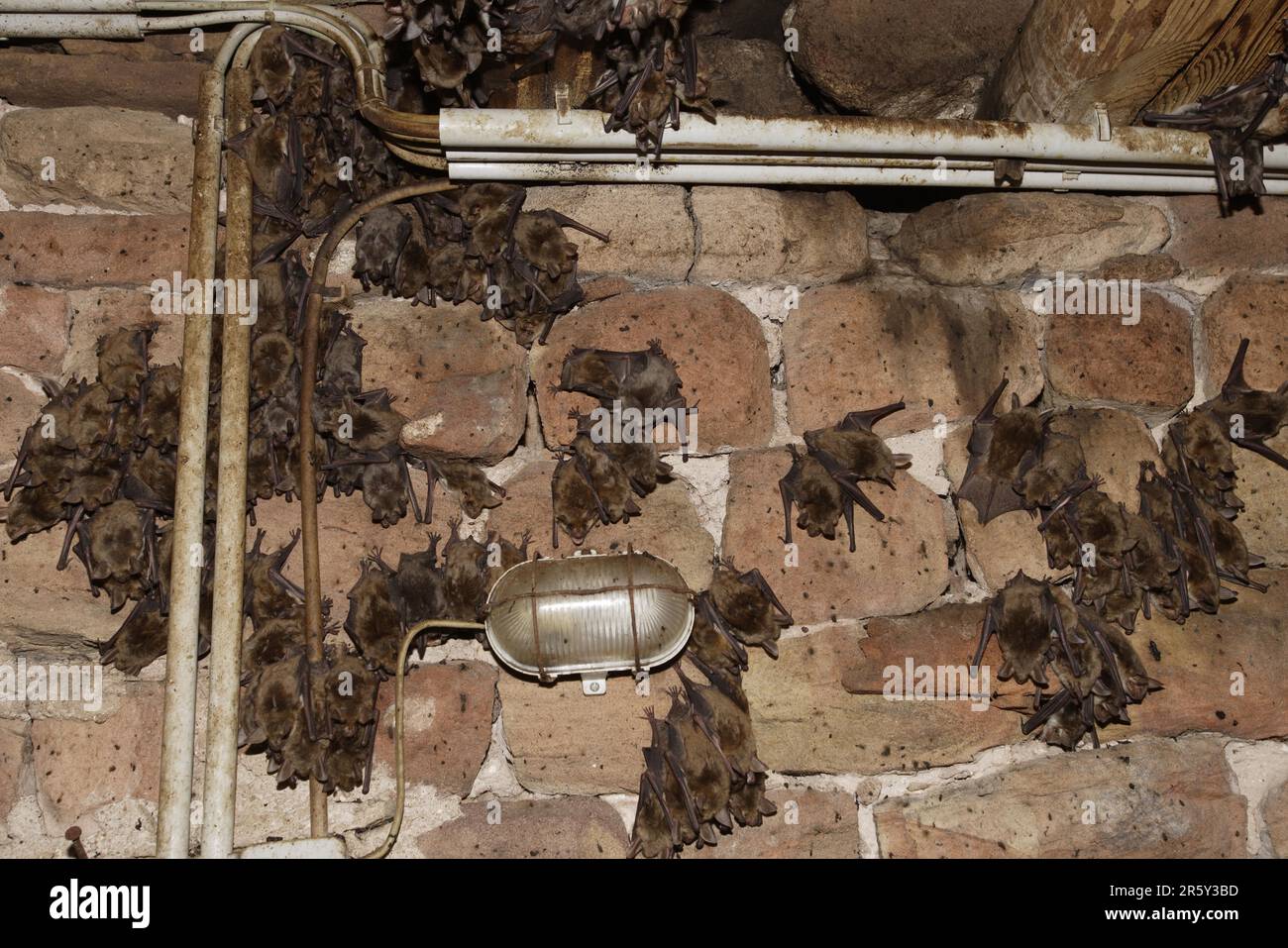 Greater Mouse-eared Bats (Myotis myotis) at roost, Thuringia, Germany ...