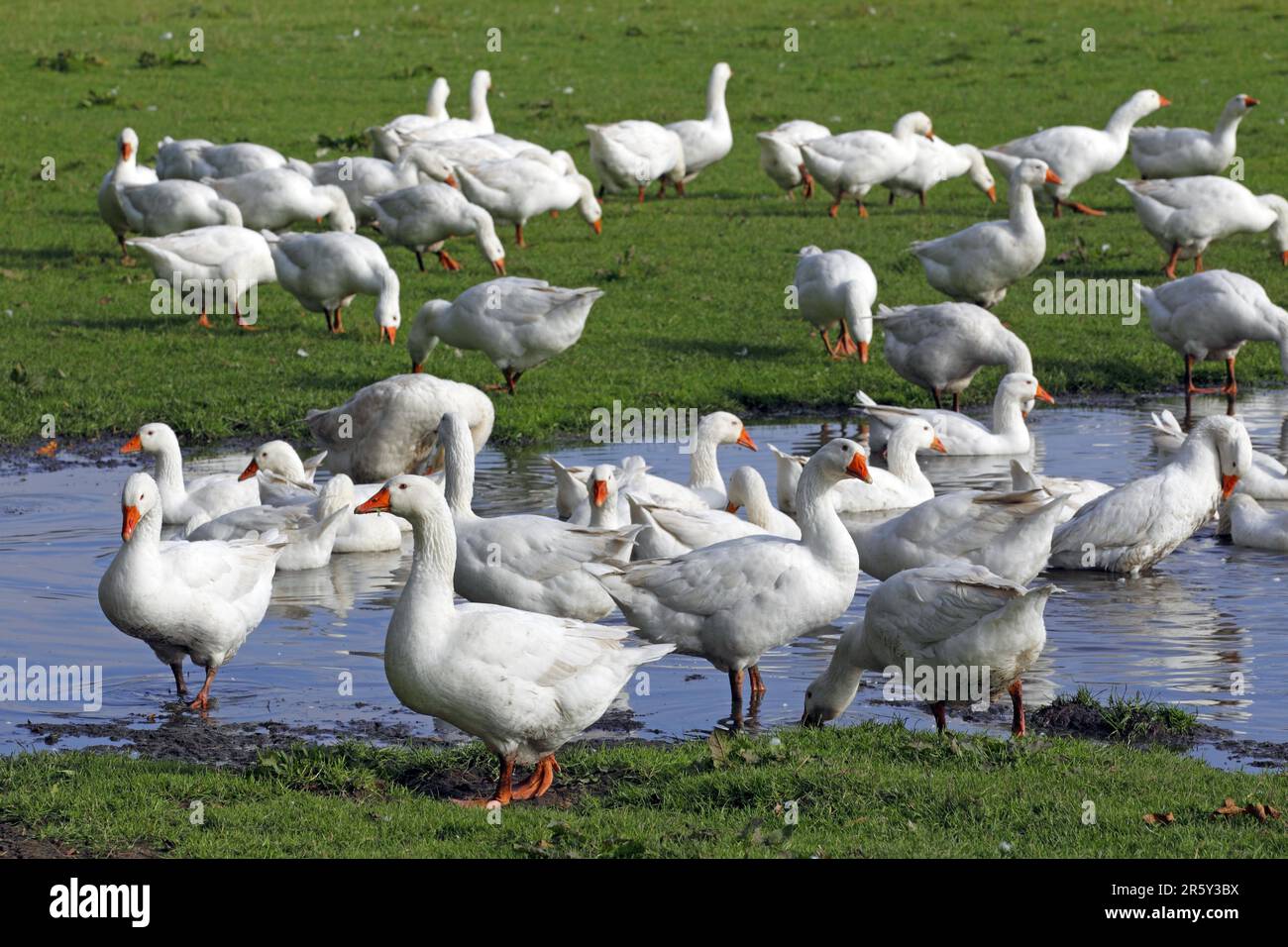 Free-range domestic geese Stock Photo - Alamy