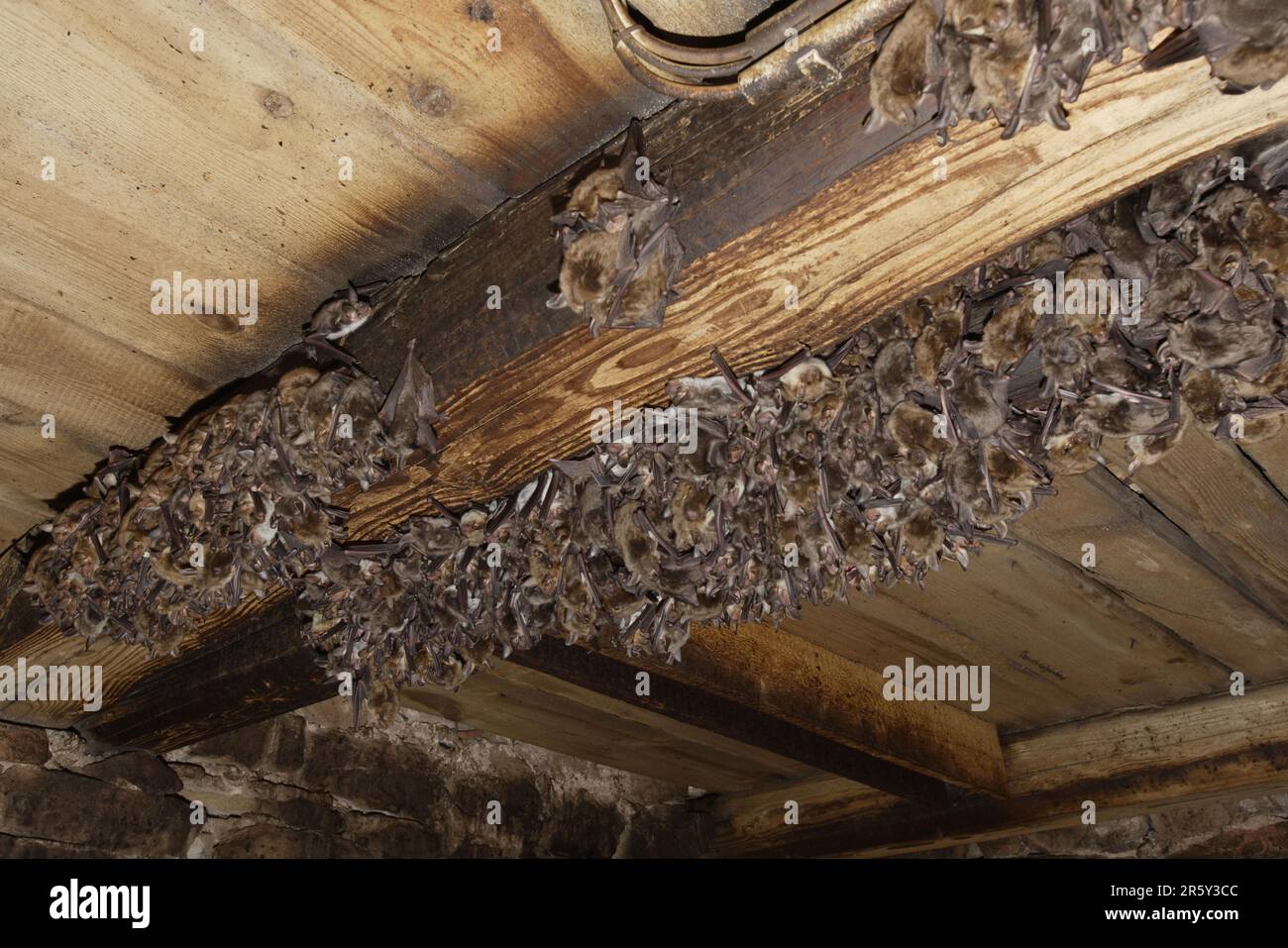 Greater Mouse-eared Bats (Myotis myotis) at roost, Thuringia, Germany ...
