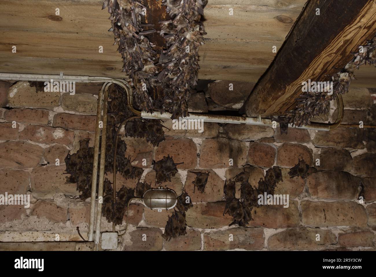 Greater Mouse-eared Bats (Myotis myotis) at roost, Thuringia, Germany ...