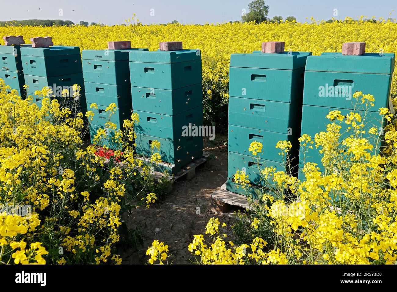 Bee boxes in a flowering rape (Brassica napus), honey bees (Apis ...