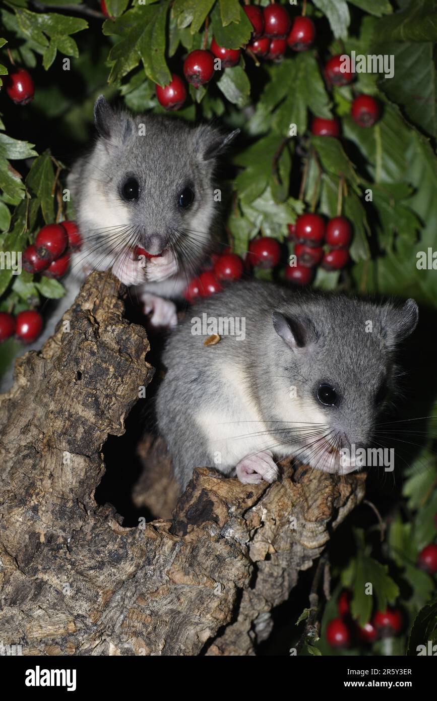 Edible Dormice (Glis glis), youngs, Germany Stock Photo - Alamy