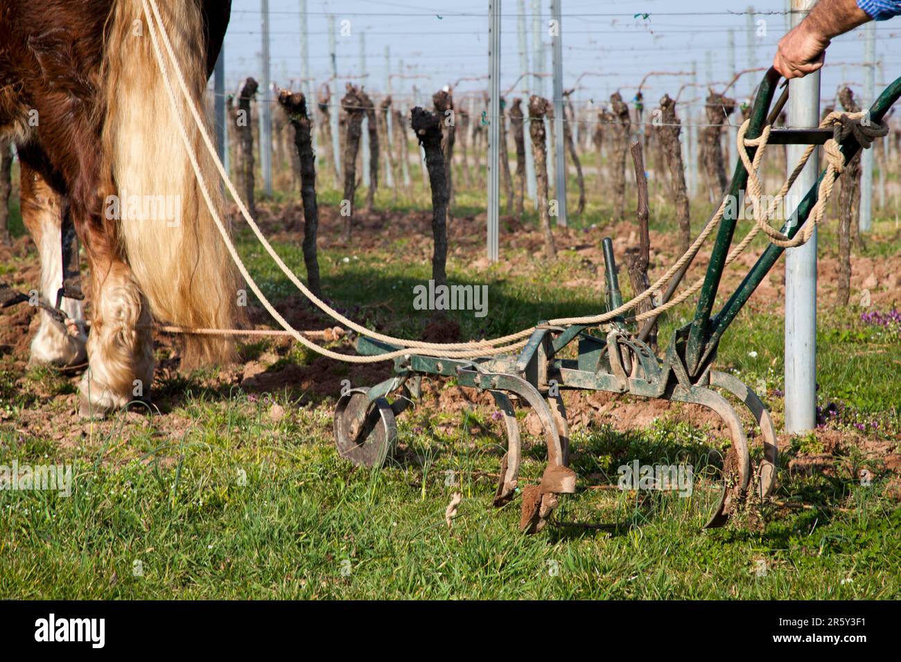 Animal fieldwork hi-res stock photography and images - Alamy