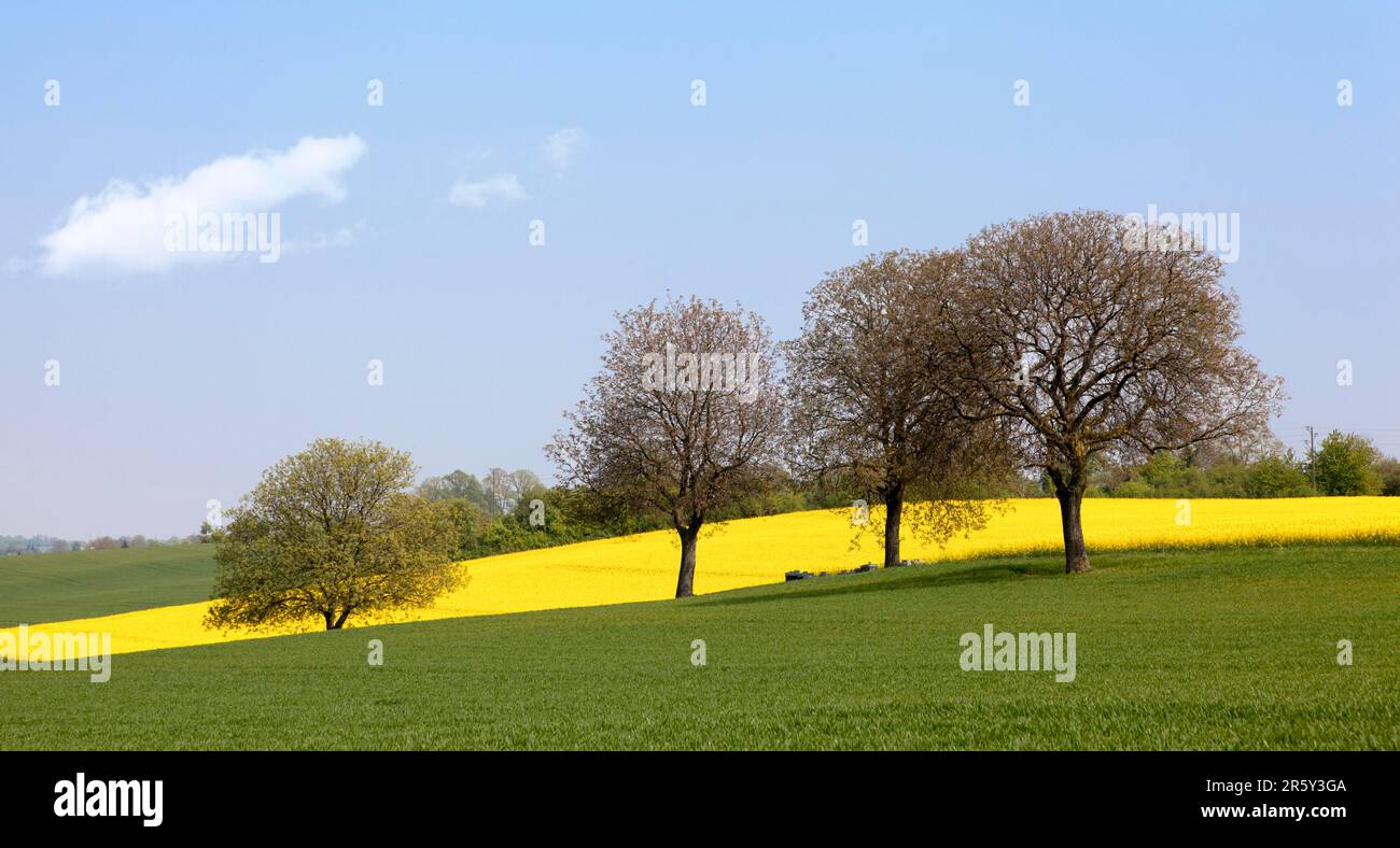 Walnut trees in spring Stock Photo - Alamy