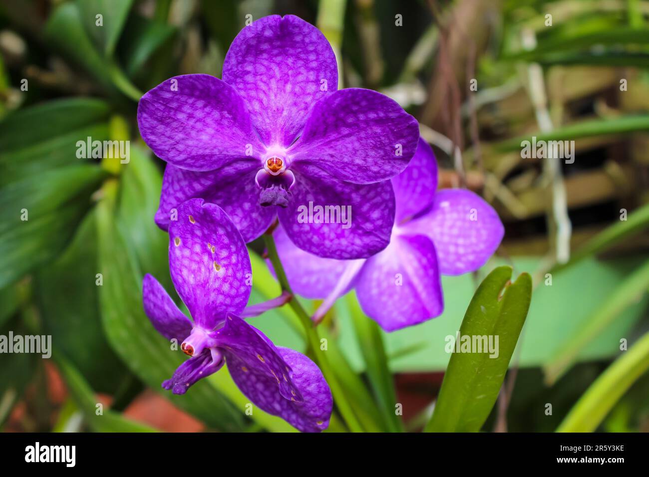 Close-up of a full bodied white spotted purple orchid in August of the ...