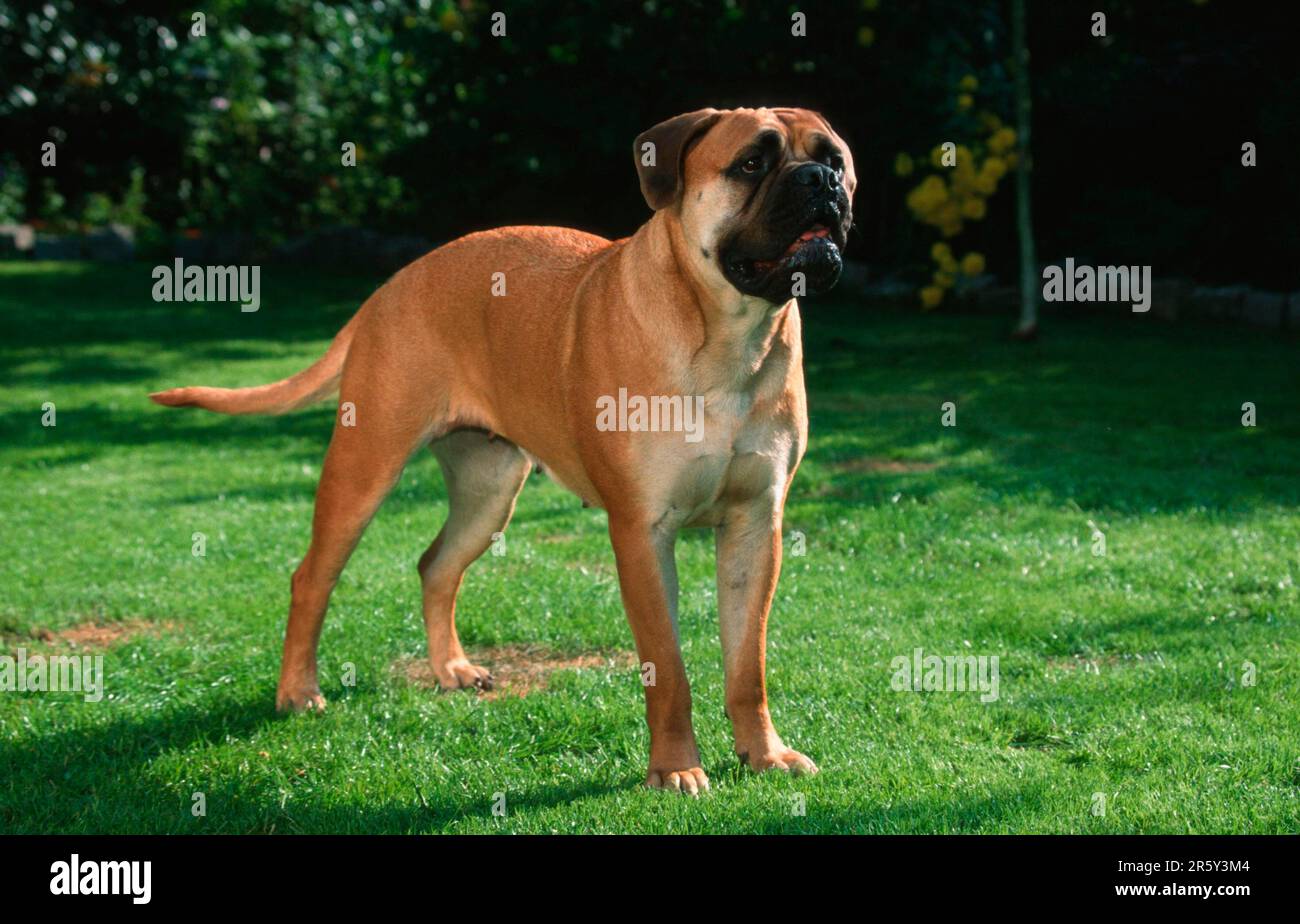 Bullmastiff Boxer Cross