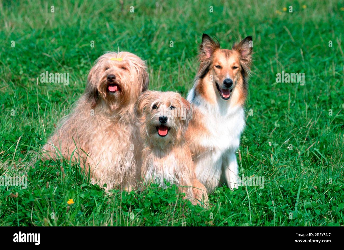 Rough Collie and mixed breed dogs Stock Photo - Alamy