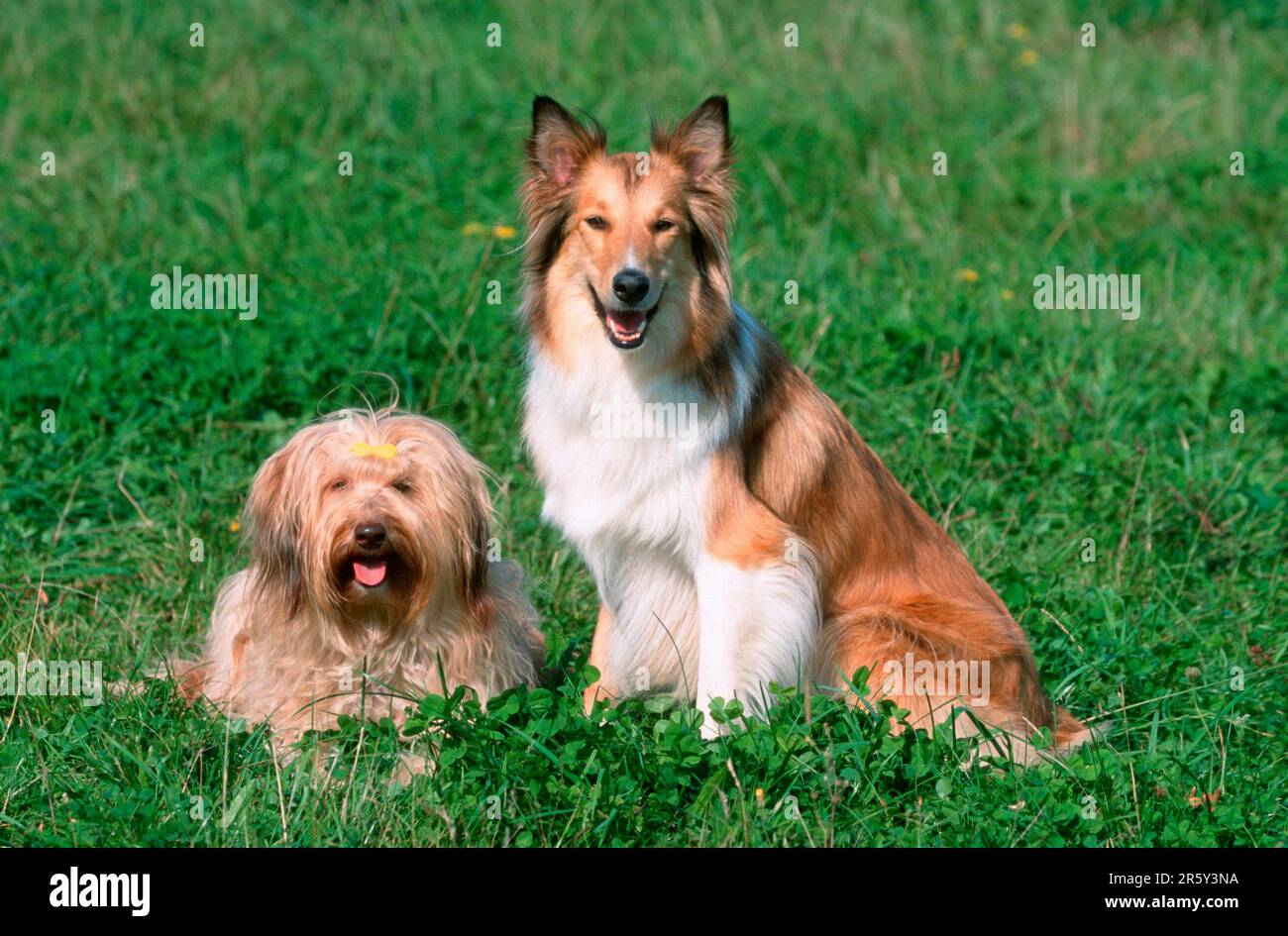Rough collie and mixed breed dog Stock Photo - Alamy