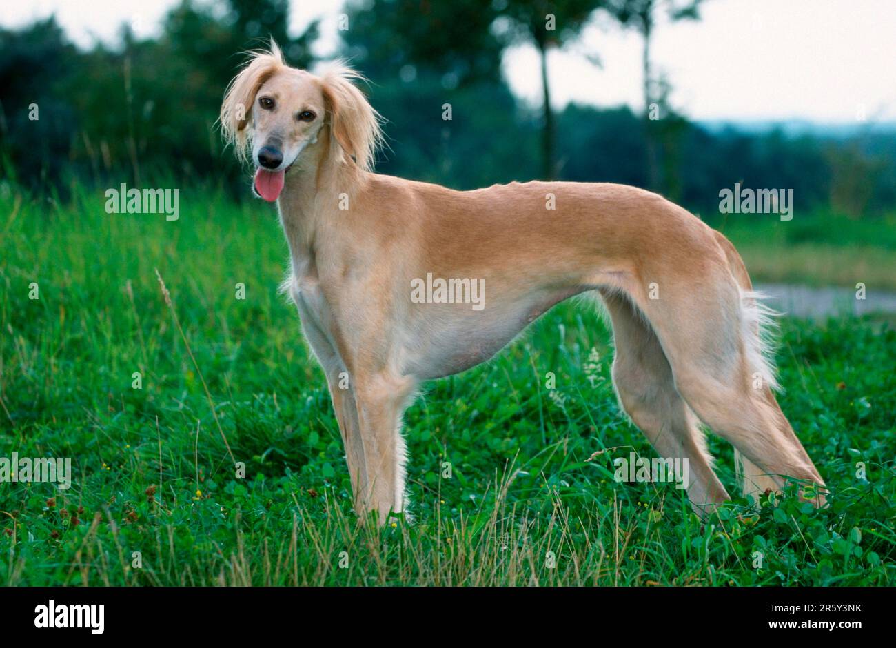 Saluki hi-res stock photography and images - Alamy