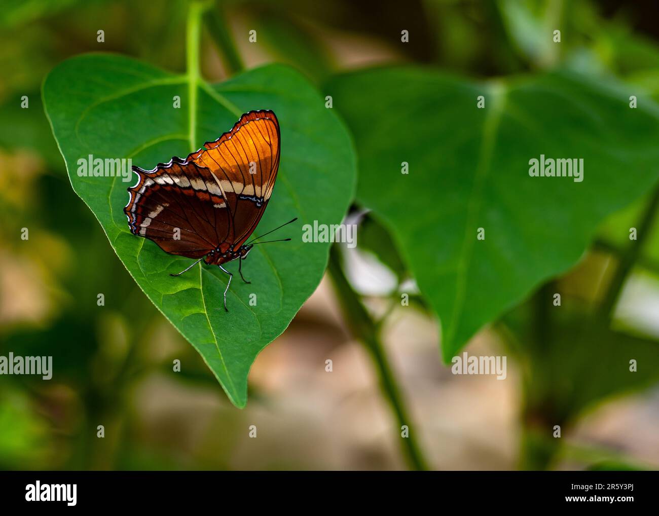 Enchanting butterflies hi-res stock photography and images - Alamy