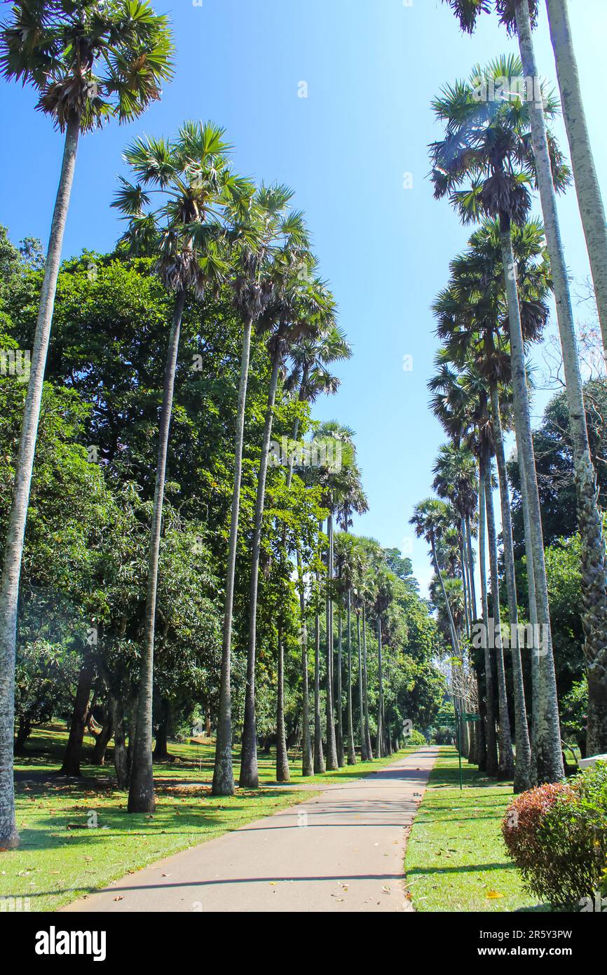 Palm trees alley in the Peradeniya Royal Botanical Garden in Kandy, Sri ...