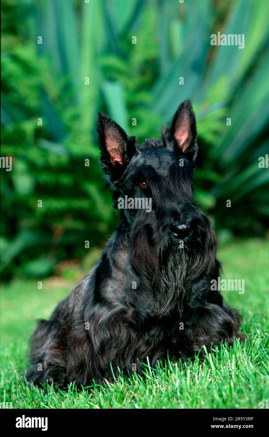 Scottish Terrier, brindle Stock Photo - Alamy
