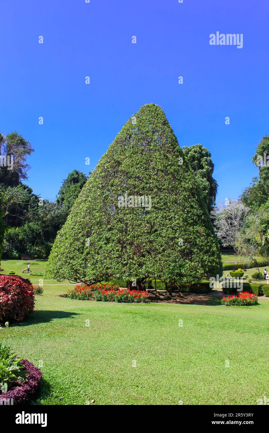 Peradeniya Royal Botanic Gardens located near Kandy city, Sri Lanka ...