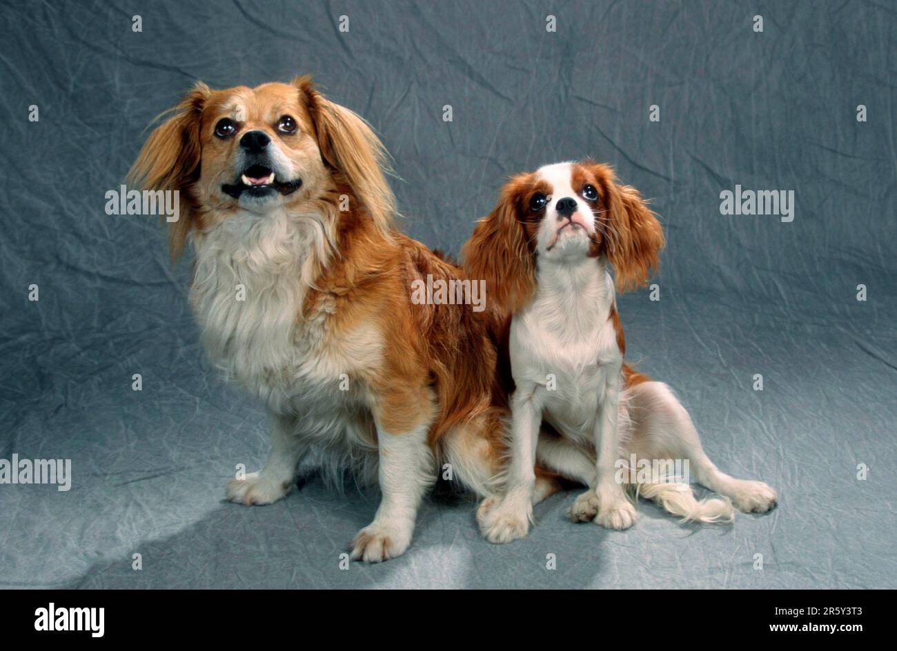 Mixed breed dog and Cavalier King Charles Spaniel Stock Photo - Alamy