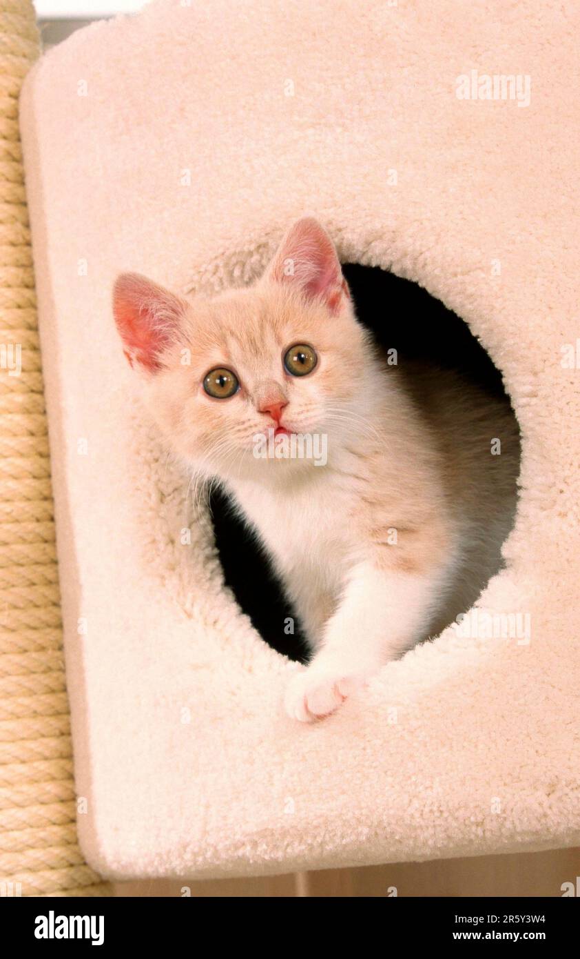 British Shorthair cat, kitten, cream-white Stock Photo - Alamy