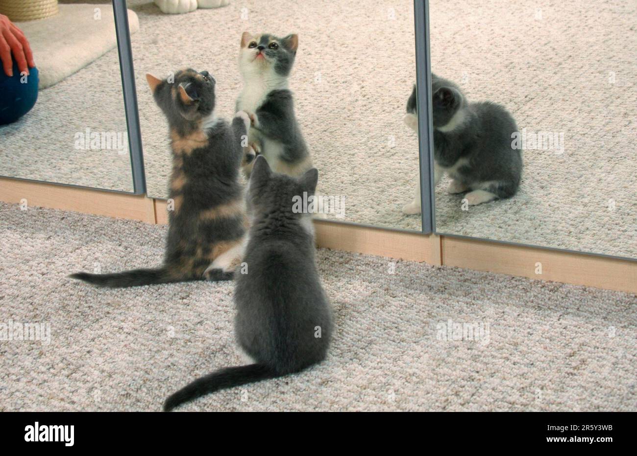 Kitten in mirror reflection hi-res stock photography and images - Alamy