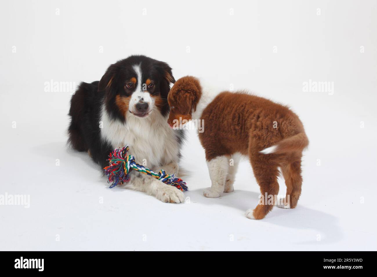 Australian Shepherd, black-tri, with puppy, red-tri, 9 weeks, toy ...
