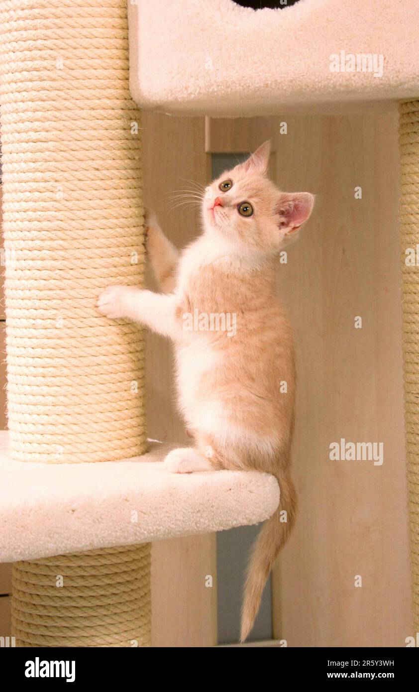 British Shorthair Cat, kitten, cream-white, British Shorthair Cat ...