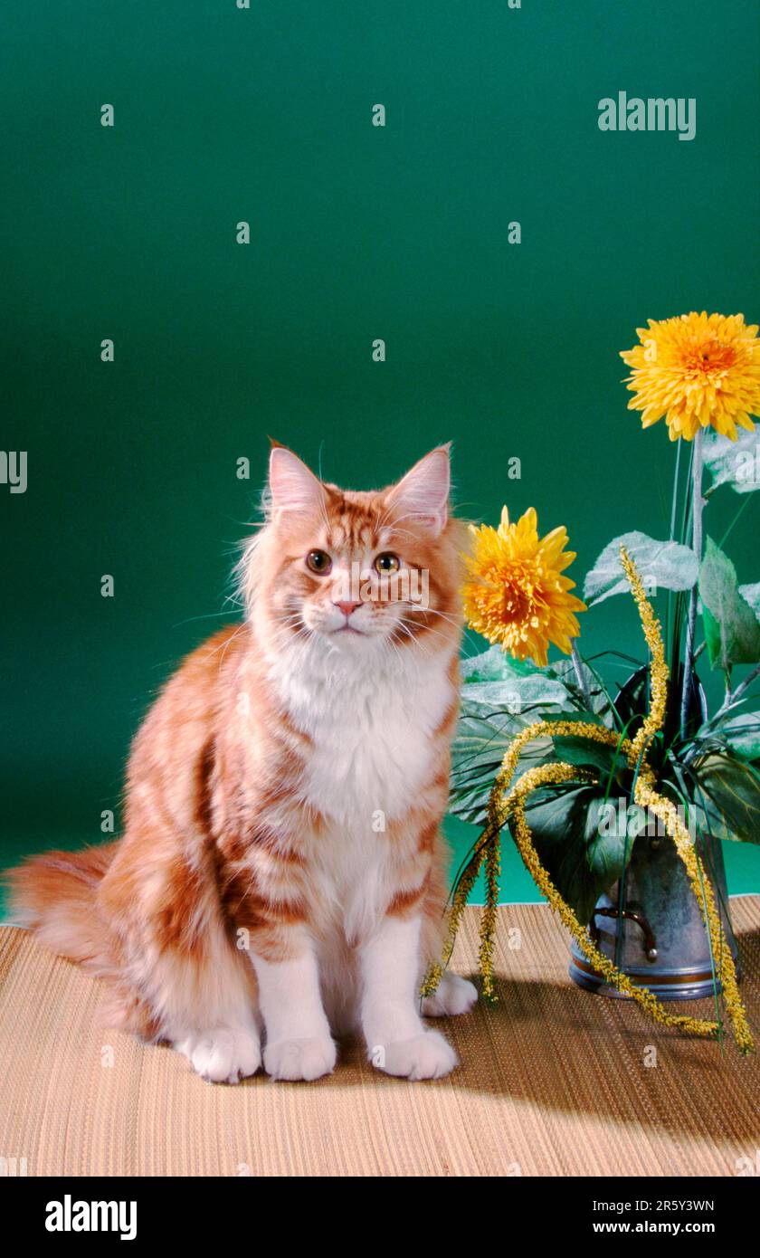 Maine Coon Cat, Male Stock Photo - Alamy