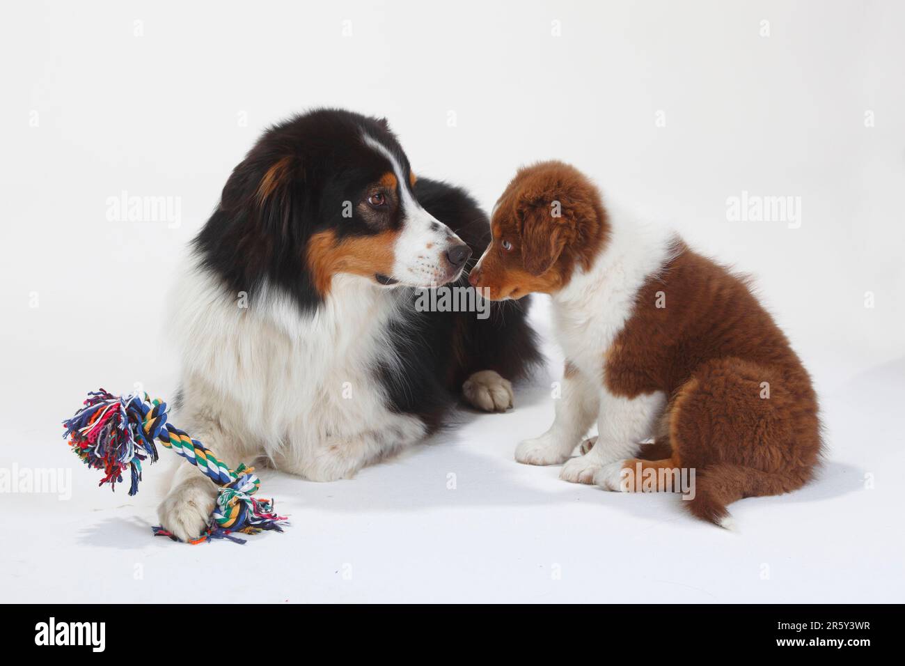 Australian Shepherd, black-tri, with puppy, red-tri, 9 weeks, toy ...