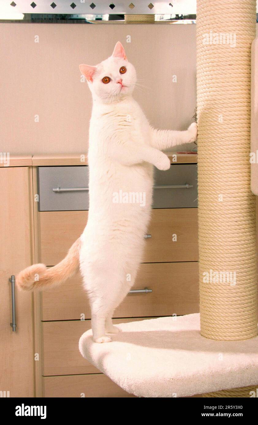 British Shorthair Cat, cream/white Harlequin, on cat tree, mammals ...