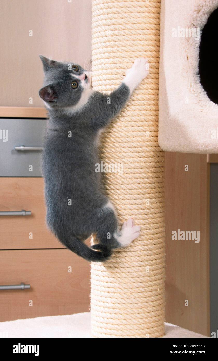British Shorthair Cat, kitten, blue-white, British Shorthair Cat ...