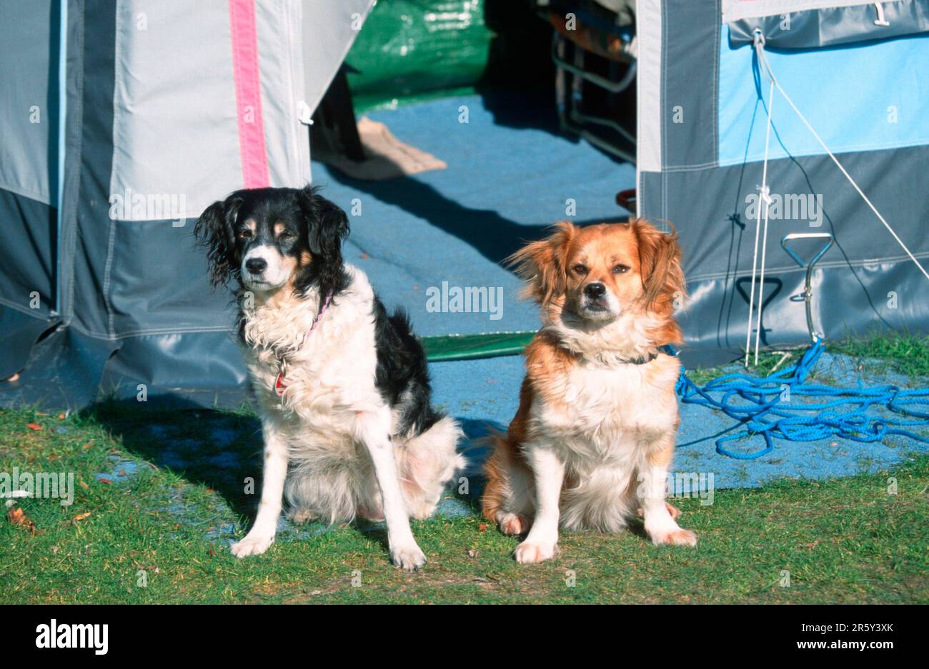 Mongrel dogs in front of a tent on a campsite, Netherlands Stock Photo ...