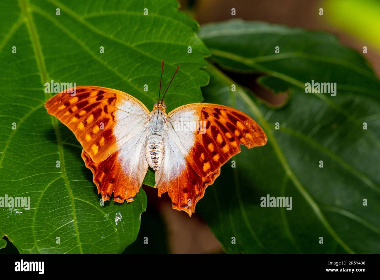 "Captivating Kaleidoscope: Ballet of Butterflies in the Botanical ...