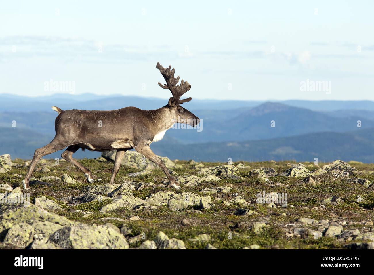 Caribou (Rangifer tarandus caribou), lateral, Mount Jacques Cartier ...
