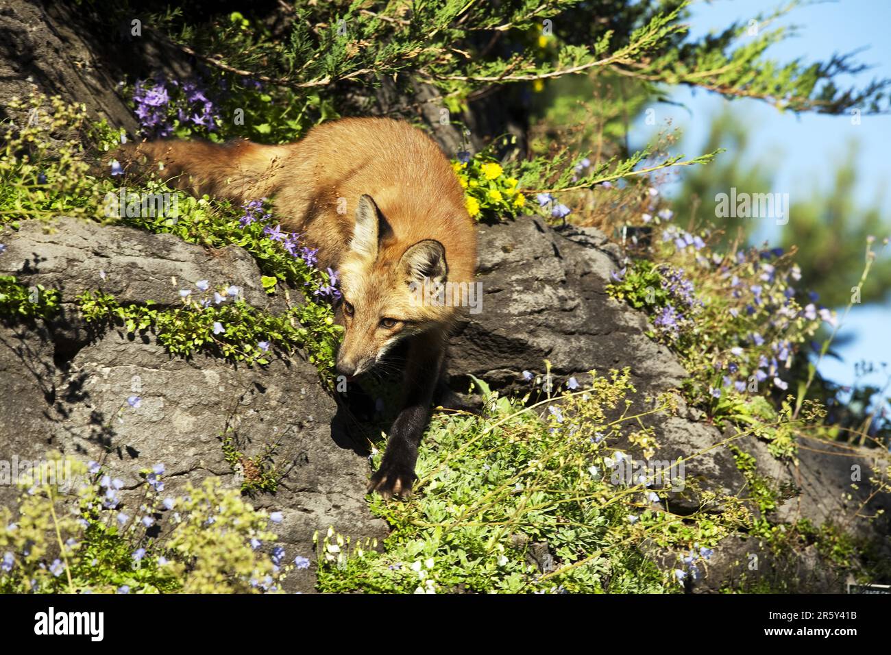 American red fox (Vulpes vulpes fulva), Montreal, Quebec, Canada Stock ...